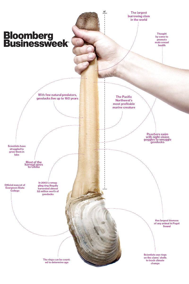 Geoduck 6 Pics Xhamster